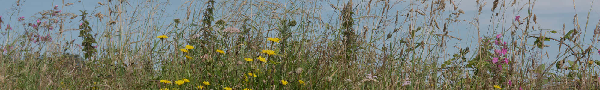 Monarch Protections Across States Aim to Prevent Federal Rules - Rights ...